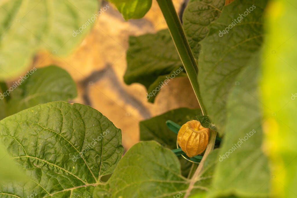 Un primer plano de una guinda peruana a la luz del sol 2024