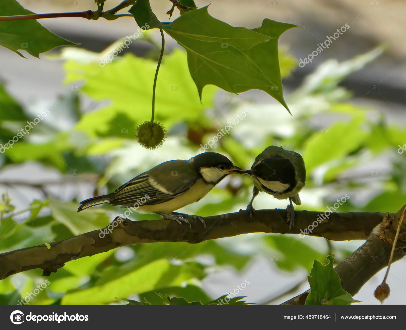 Two Yellow Tomtit Birds One Bringing Food Feed Another Standing — Stock ...