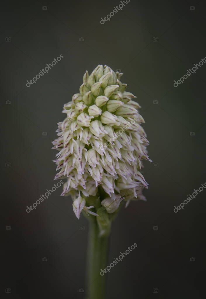 Una vista macro de la orquídea de flores densas, (Neotinea maculata), Andalucía, España 2023