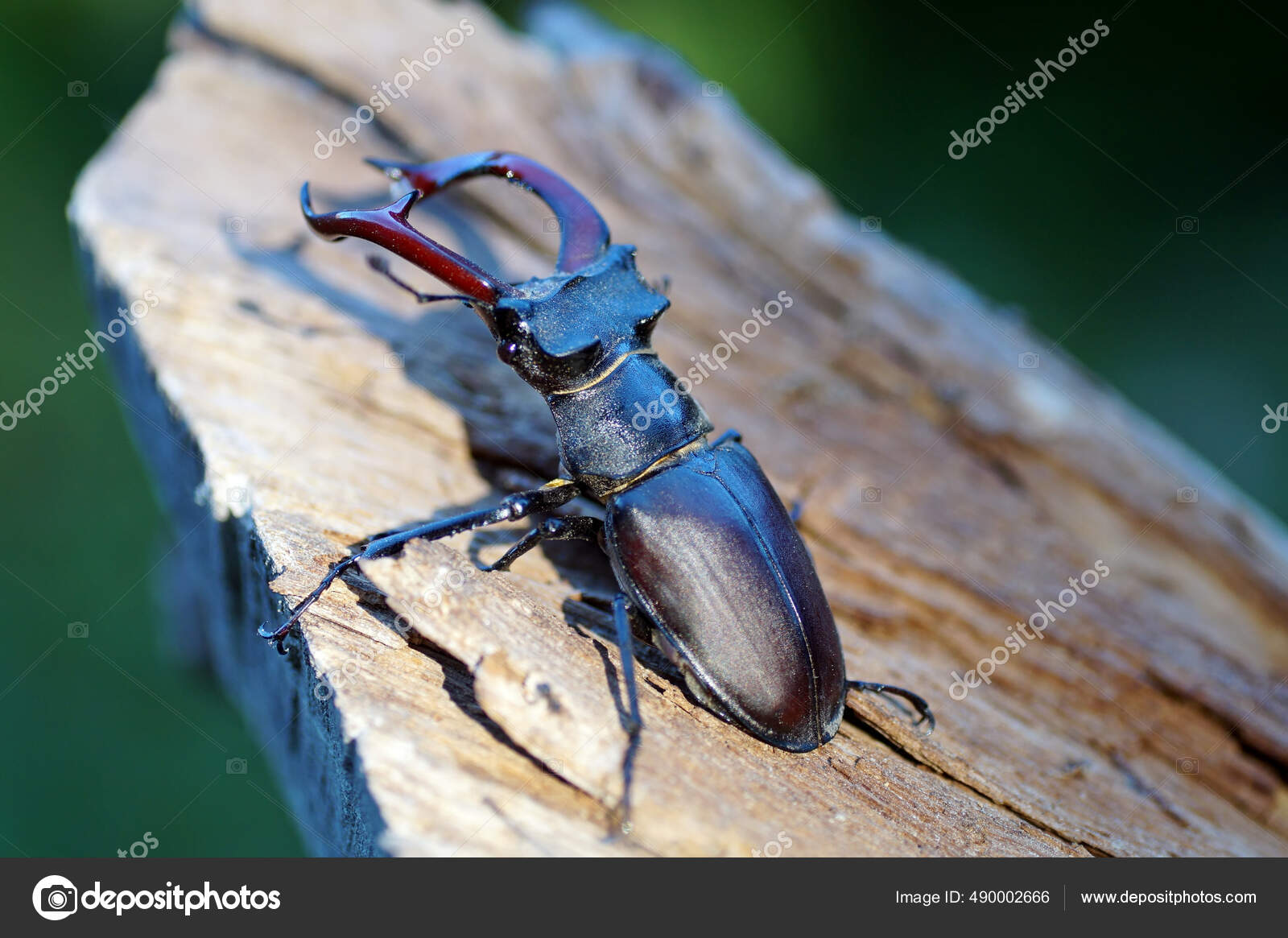 Closeup Shot Stag Beetle Isolated Aged Tree Background — Stock Photo ...