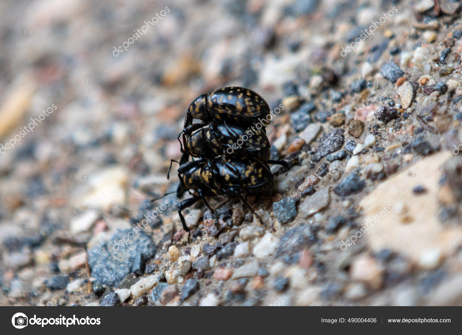 Closeup Shot Three Liparus Glabrirostris Beetles Mating — Stock Photo ...