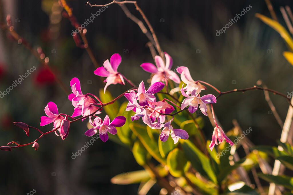 Un primer plano de orqu deas molidas filipinas p rpuras, aka ...