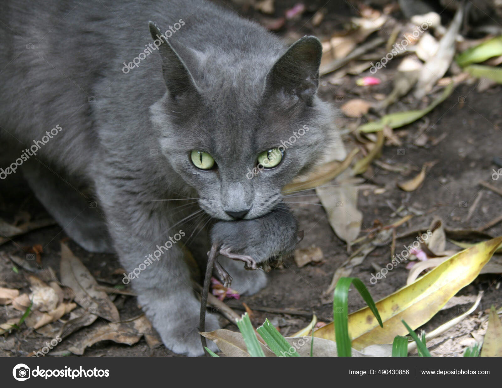 Cat With Mouse In Mouth