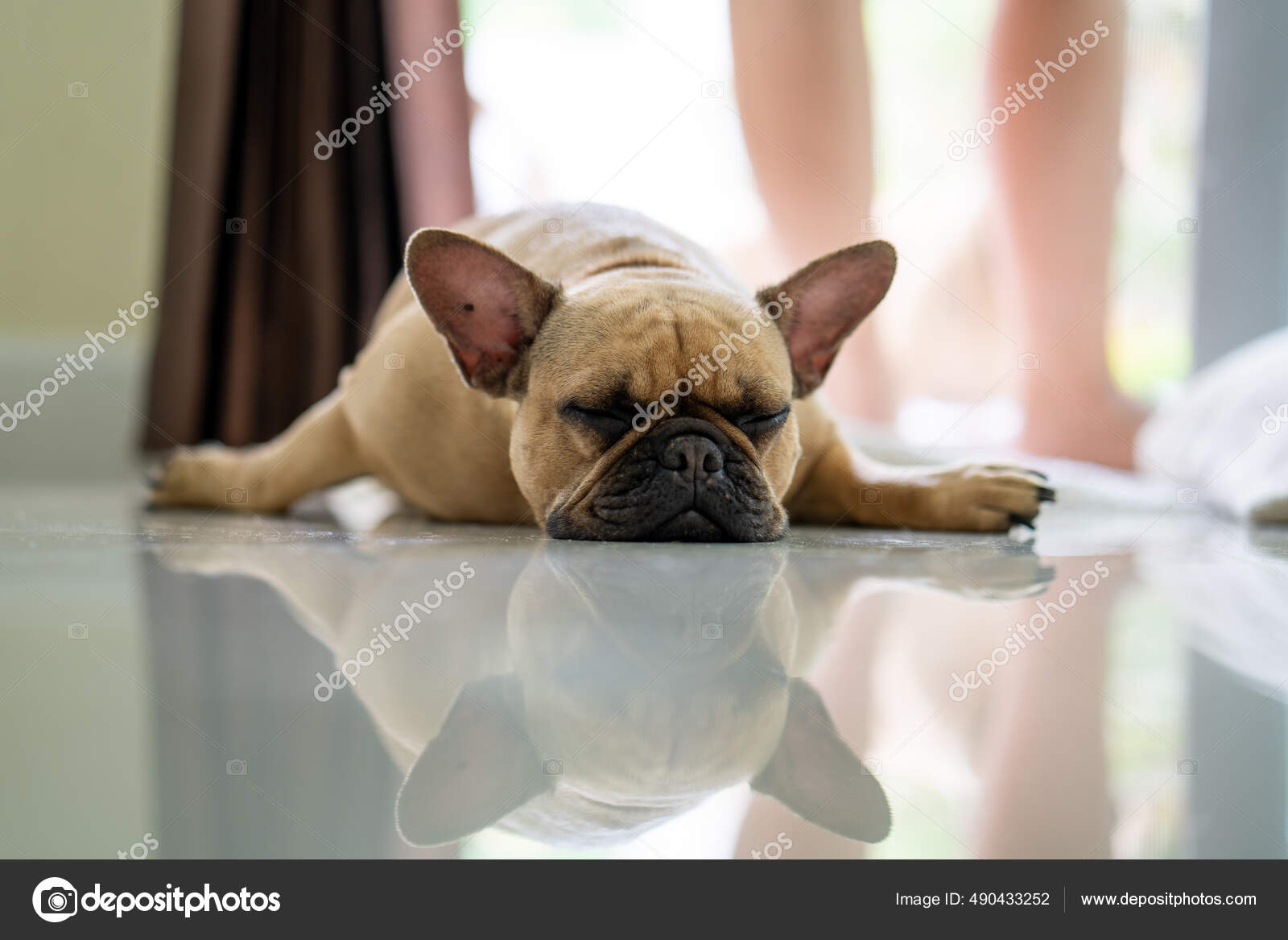Grumpy French Bulldog