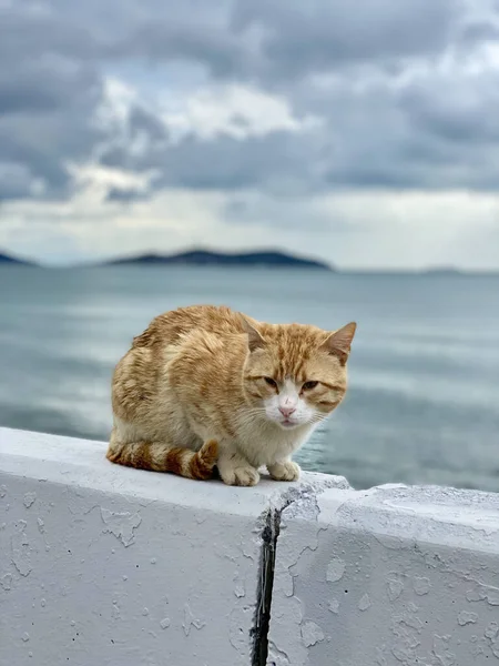 Macska sziget images libres de droit, photos de Macska sziget ...