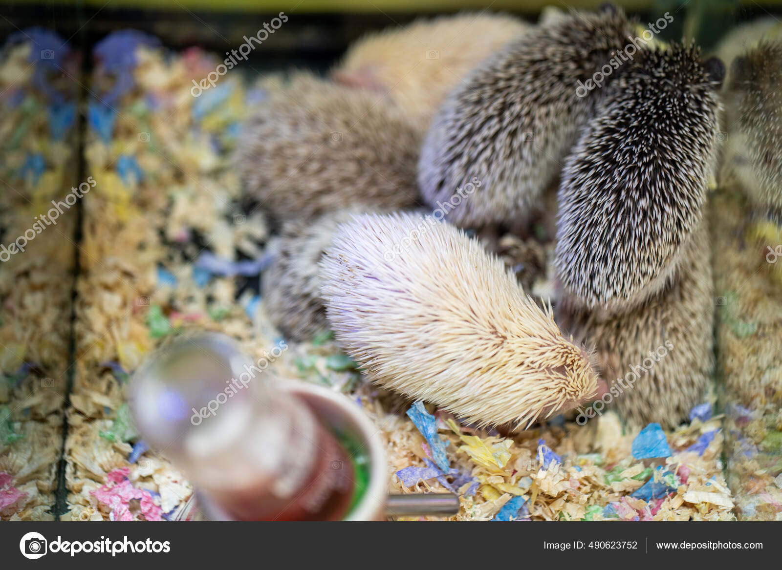 Hedgehog Shots