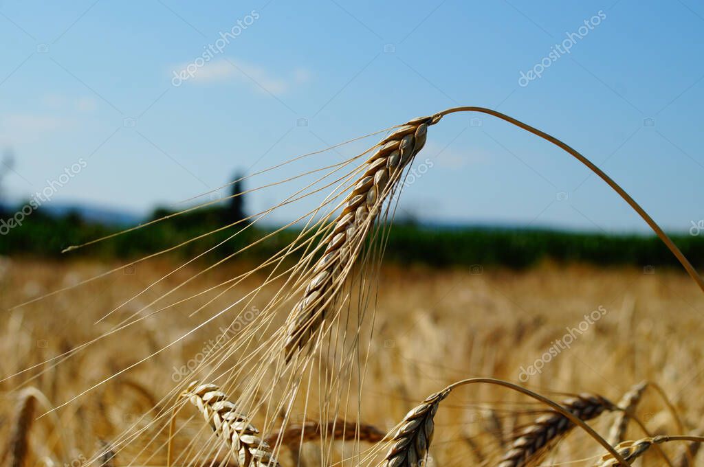 Una oreja madura de emmer en un campo. Emmer es un tipo histórico de ...