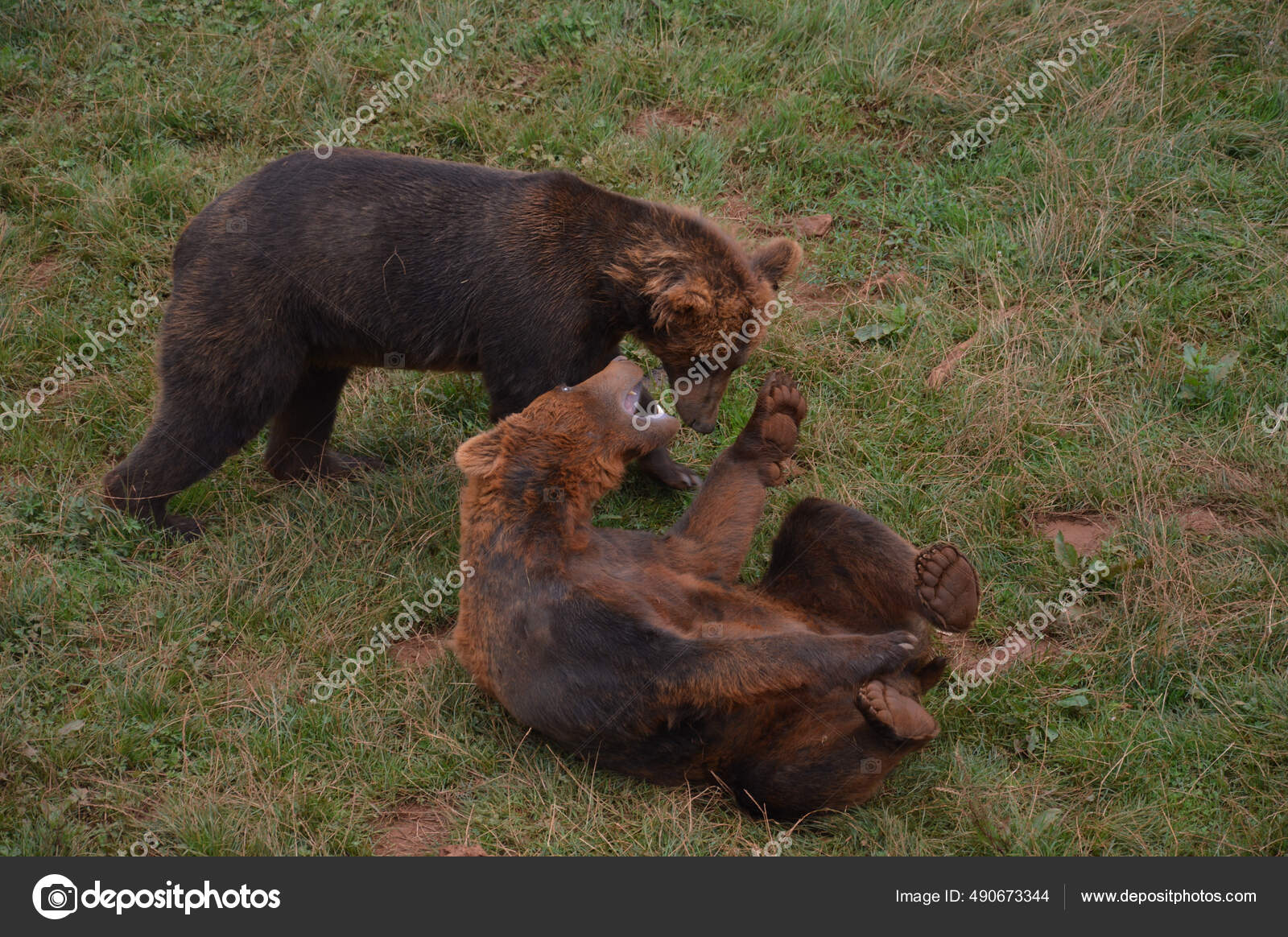 Two Bears Playing
