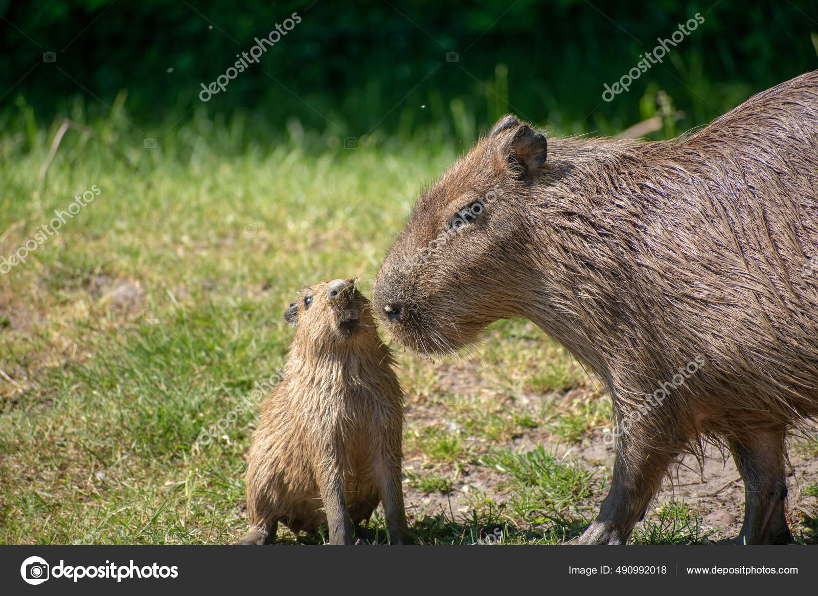 Adorable Shot Mother Capybara Caring Its Baby Standing Grass Stock ...