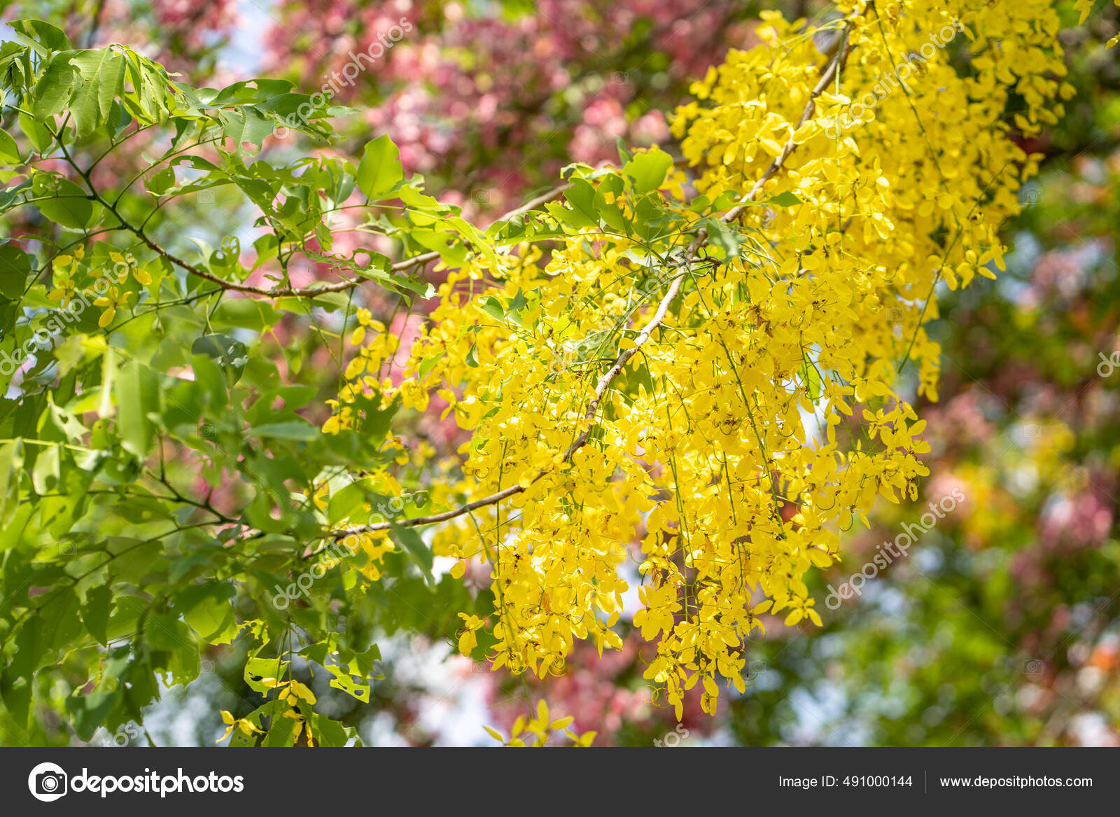 Natural View Indian Laburnum Tree Branches Blurred Background Stock ...