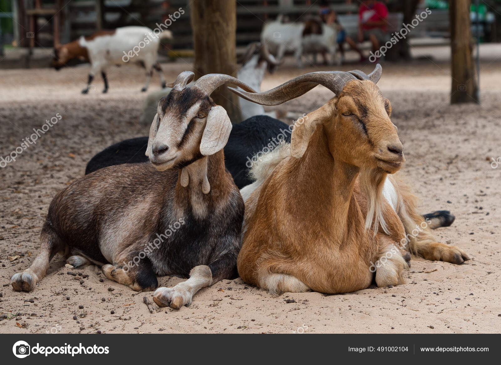 Couple Goats Lying Sandy Ground — Stock Photo © Wirestock #491002104