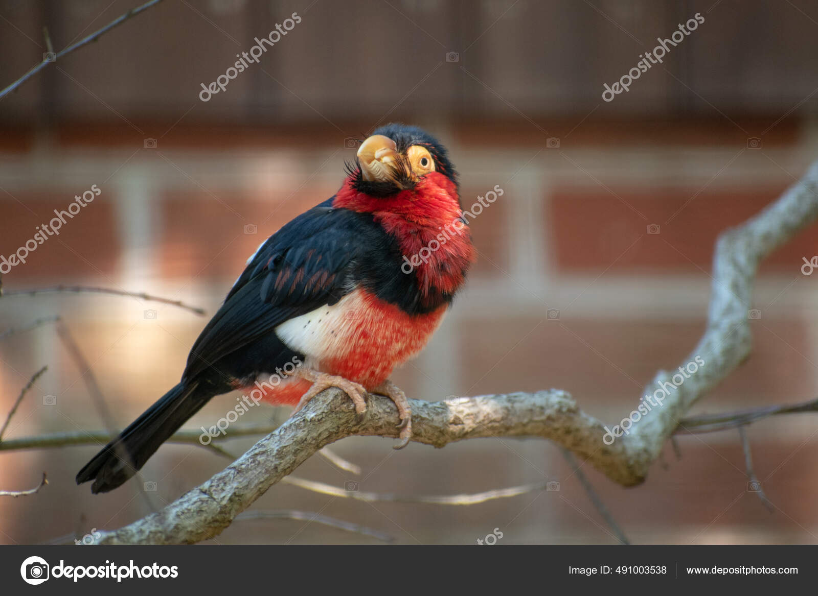 Bearded Barbet Sitting Tree Branch Stock Photo by ©Wirestock 491003538