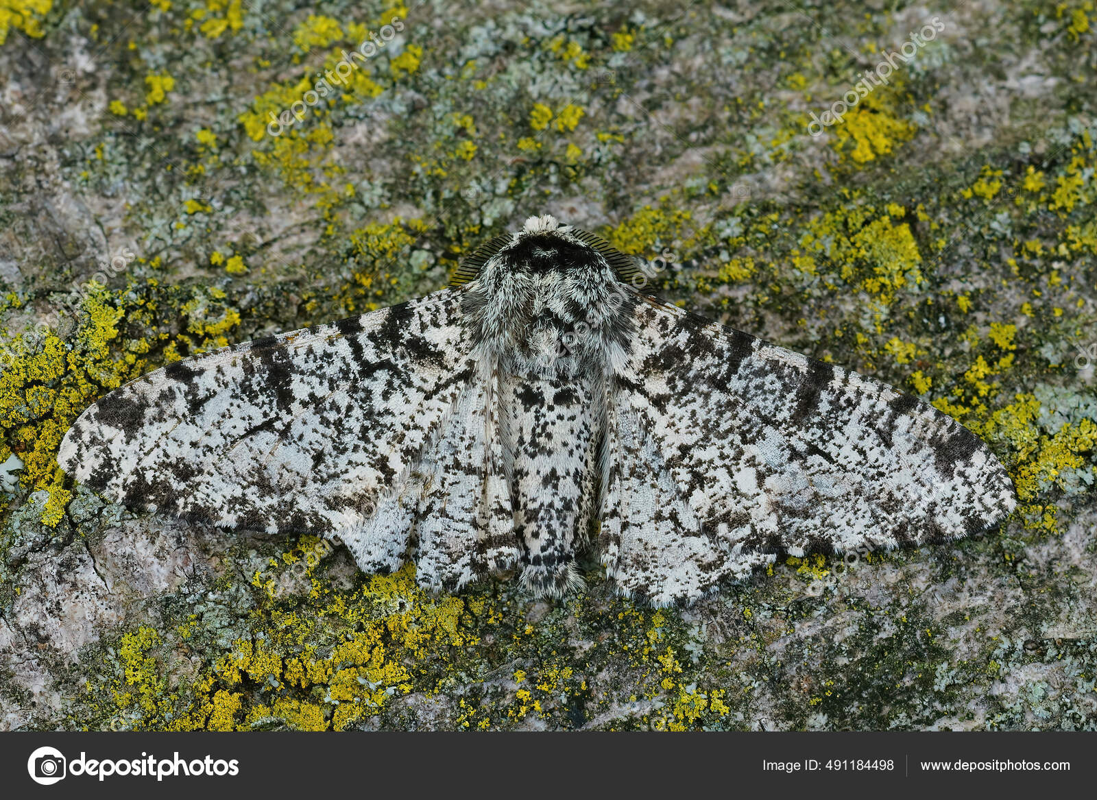 Peppered Moths