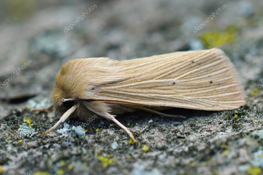 Un primer plano lateral de la polilla común de color marrón pálido ...