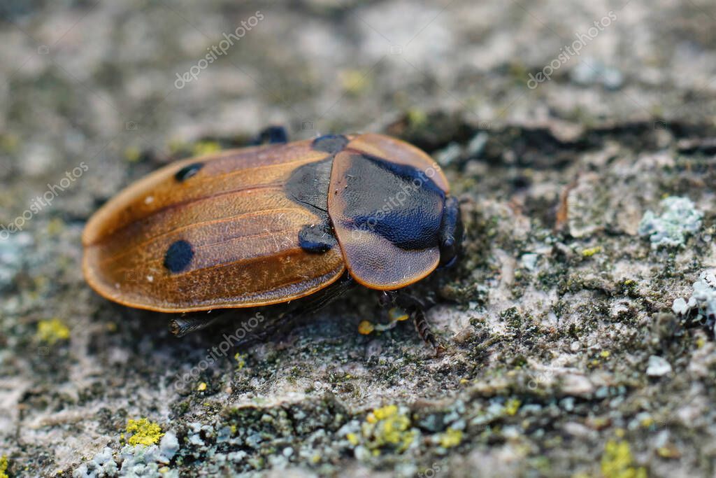 Una foto de cerca del escarabajo carroñero carnívoro de cuatro manchas ...