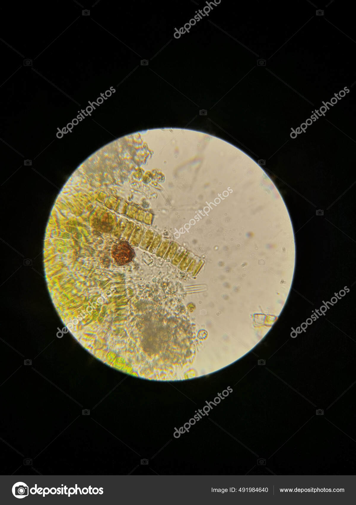 Algae Microscope — Stock Photo © Wirestock #491984640