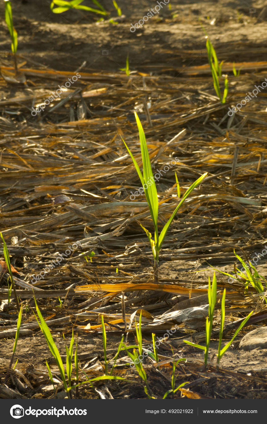Sugar Cane Seed Field Cuyotenango Guatemala Saccharum Officinarum Stock ...