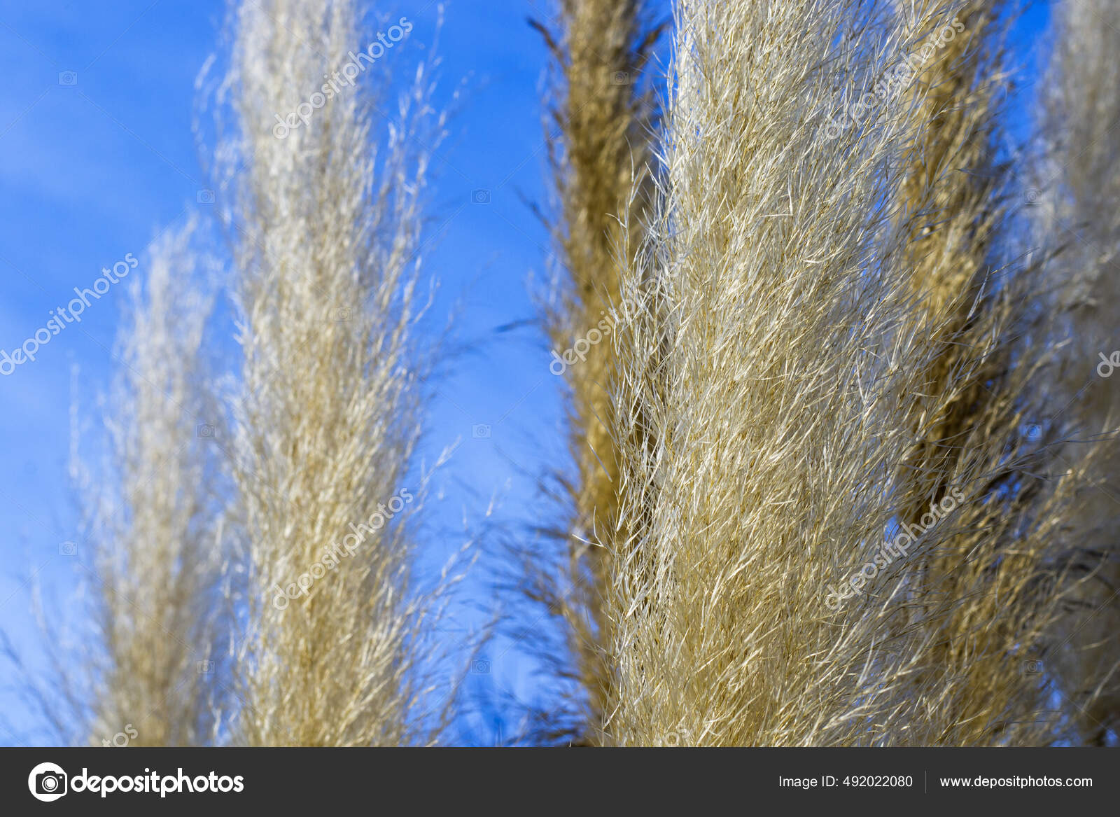 Natural View Dried Reed Grass Flowers Tbilisi Georgia Blue Sky Stock ...