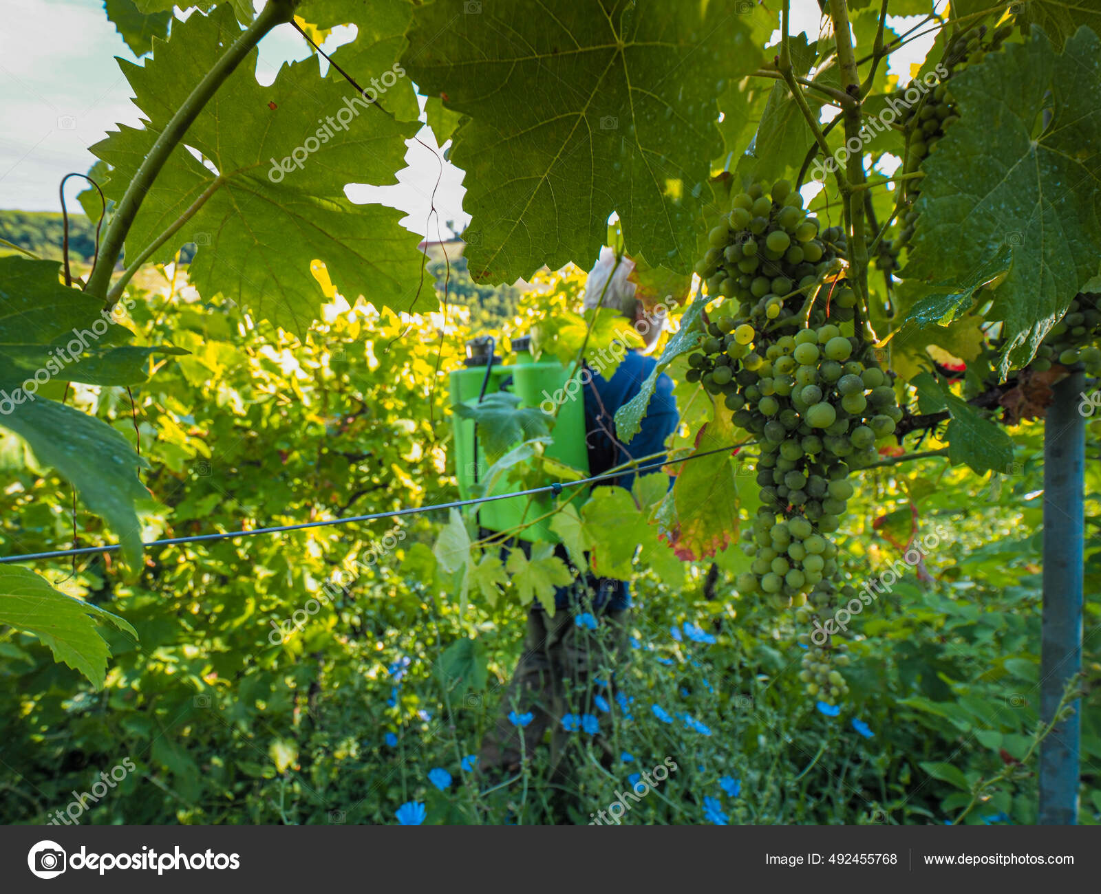 Farmer Spraying Fungicide Organic Grape Vines Plants Summer Next Harvest Stock Photo by ...