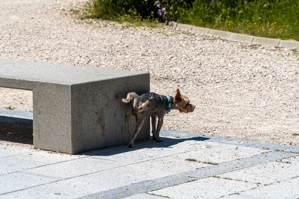 Peeing dog sculpture Stock Photos, Royalty Free Peeing dog sculpture ...