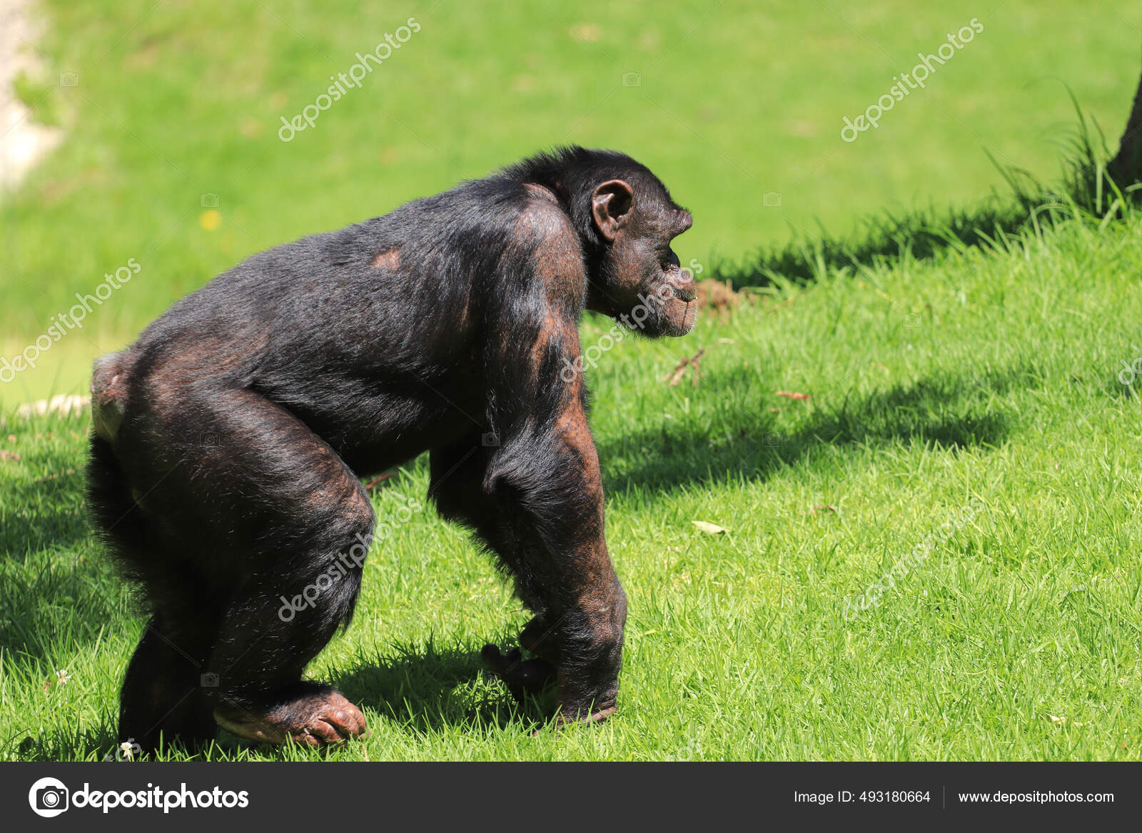 Chimp Standing