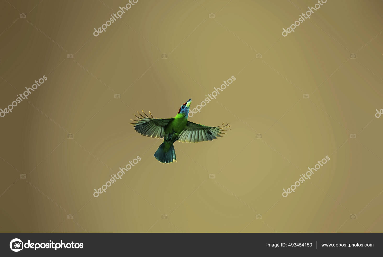 Closeup Shot Flying Bird Blurred Background — Stock Photo © Wirestock ...