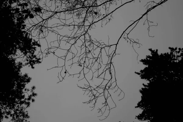 Branches of curves Stock Photos, Royalty Free Branches of curves Images ...