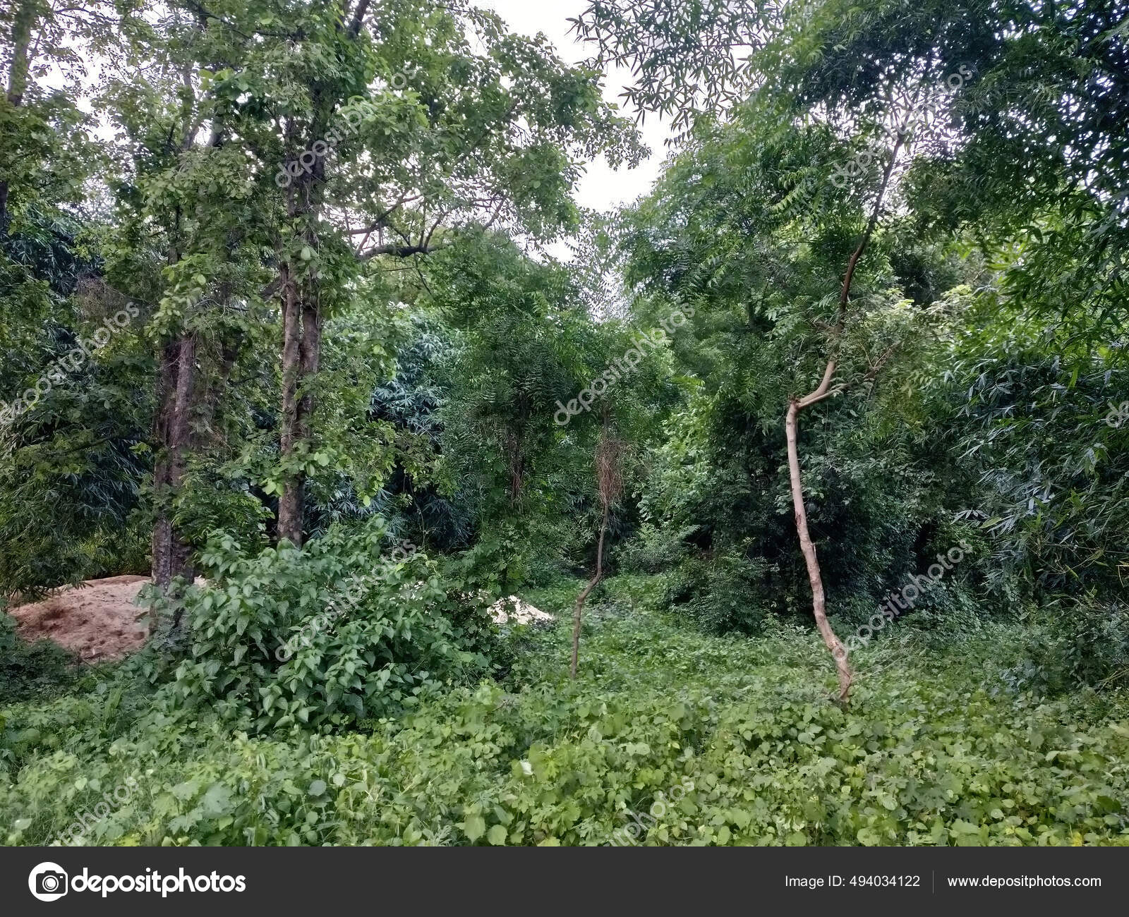 Shot Beautiful Landscape Thick Forest View Daytime — Stock Photo ...