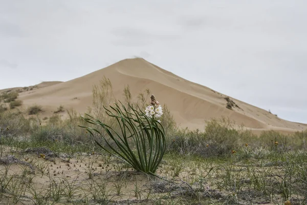 Stepa Stock Photos, Royalty Free Stepa Images | Depositphotos