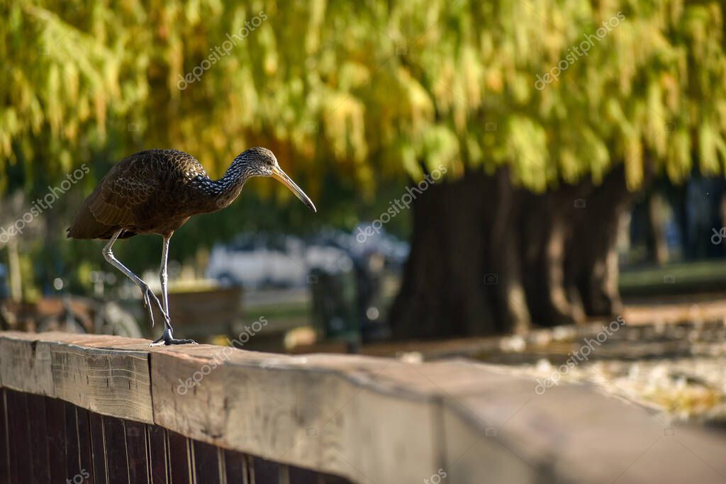 limpkin (Aramus guarauna), también llamado carrao, courlan, y pájaro ...