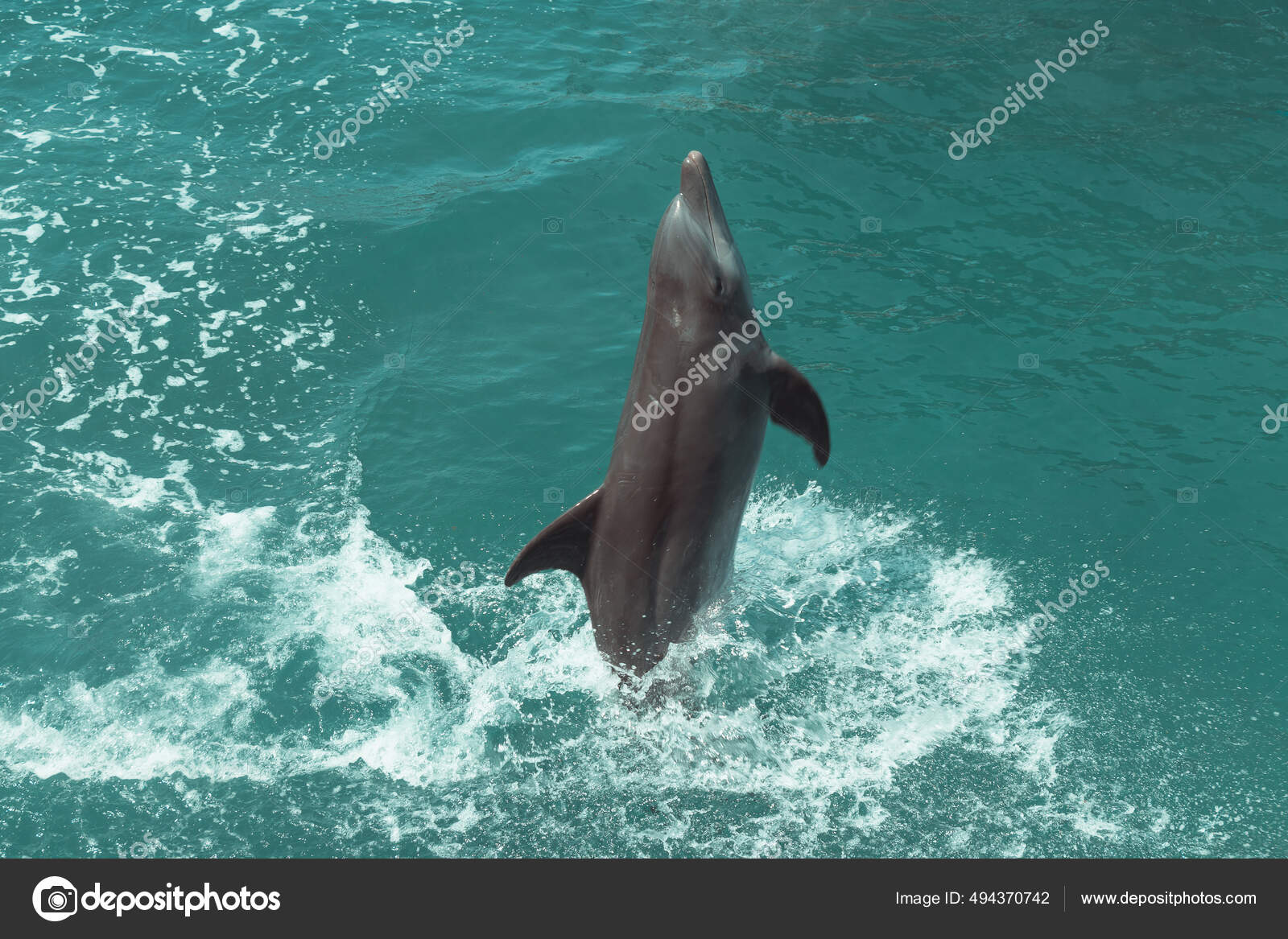 Bottlenose Dolphins Doing Tricks
