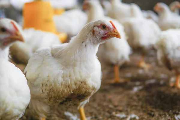 White Chicken Farm Stock Photo by ©Wirestock 494369454