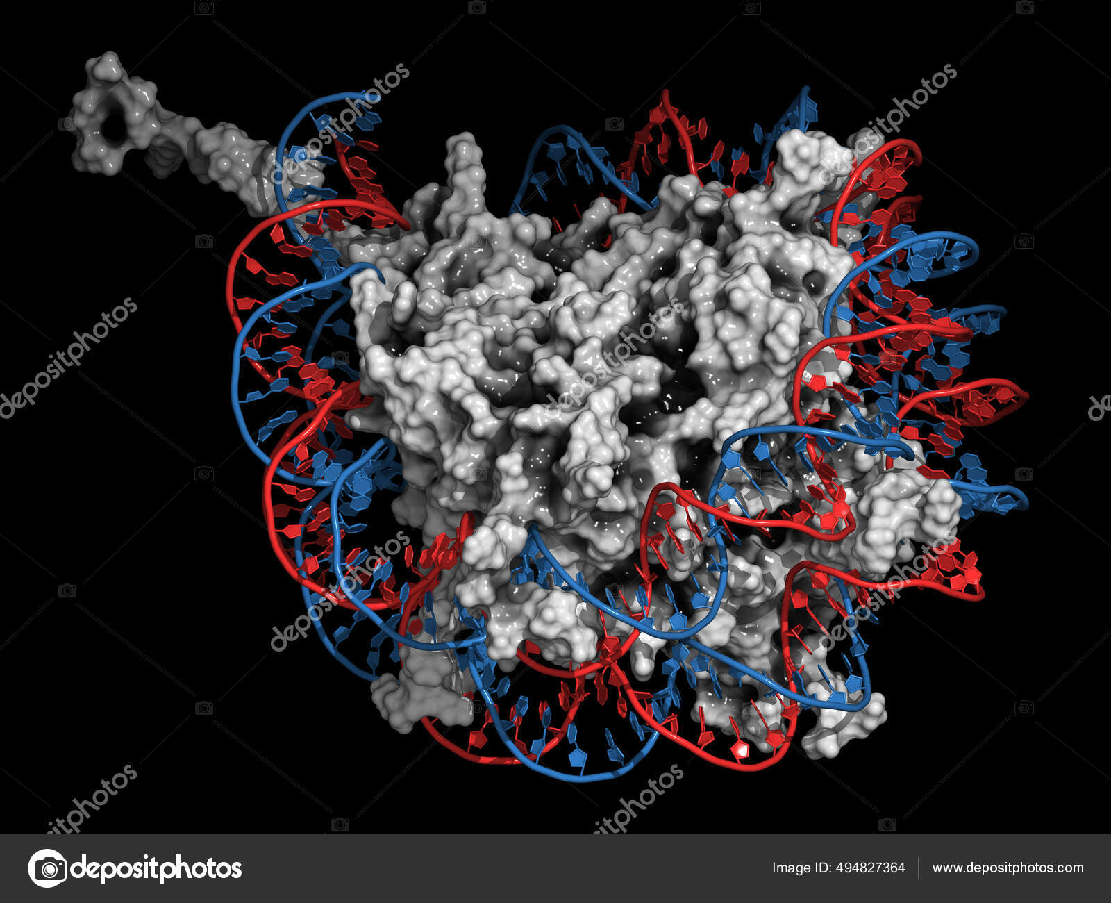 Nucleosome Molecular Model Illustration Nucleosome Consists Dna Double Helix Wrapped Stock Photo ...