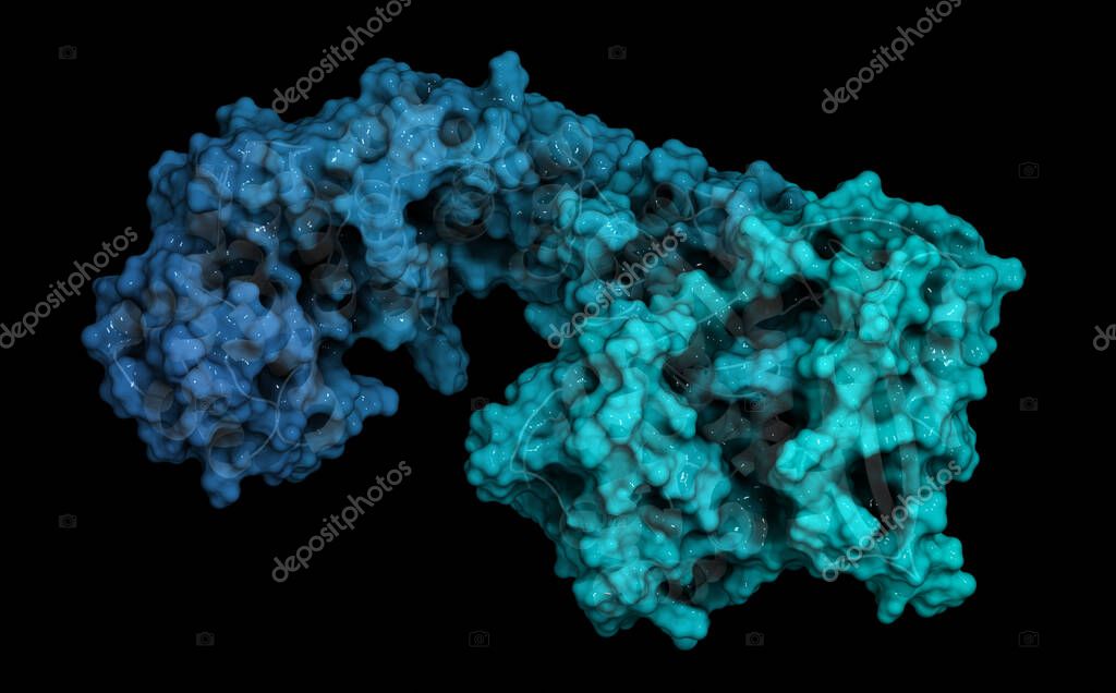 Proteína colagenasa clostridium histolyticum. Enzima bacteriana que ...