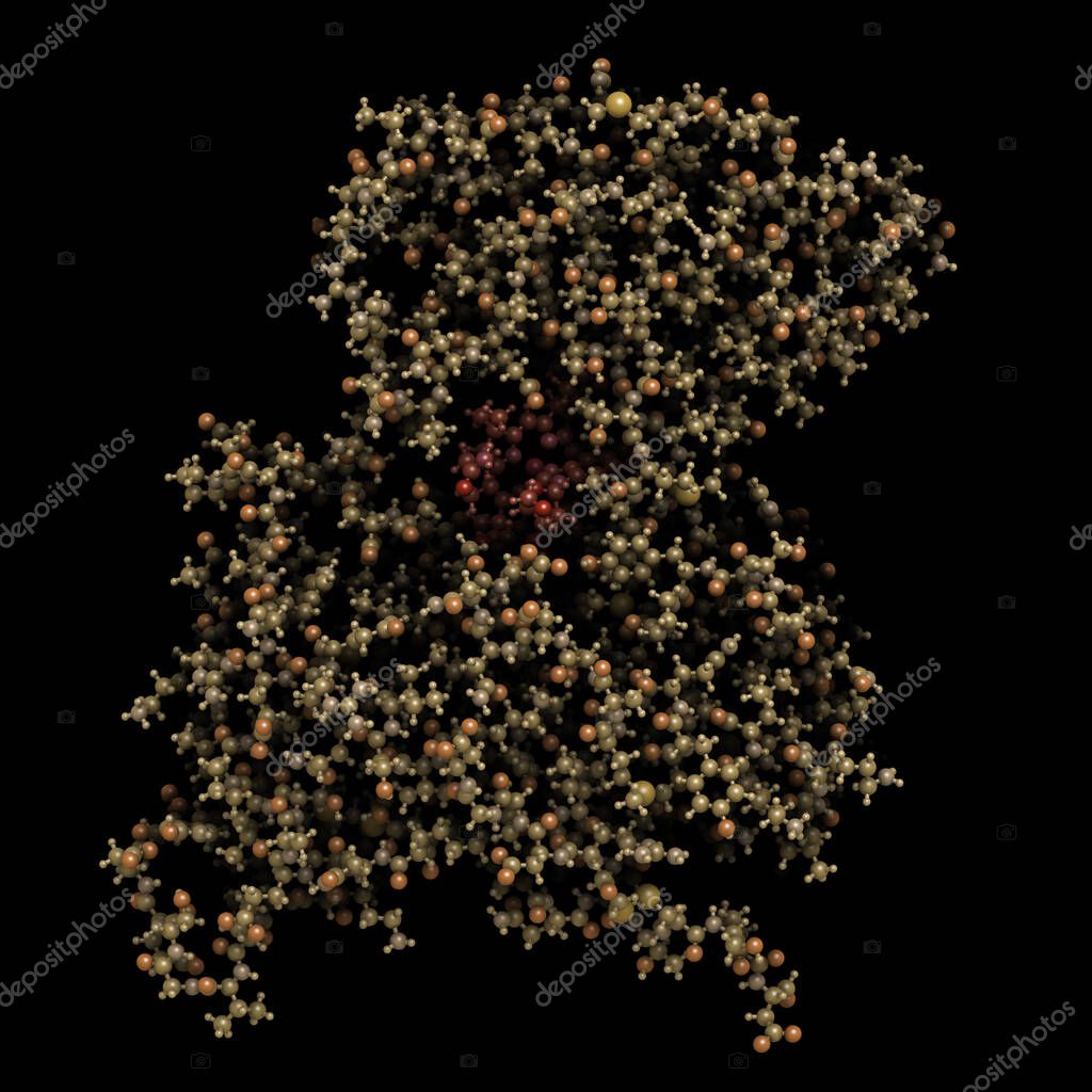 Proteína del factor intrínseco (IF). Glicoproteína producida en el ...