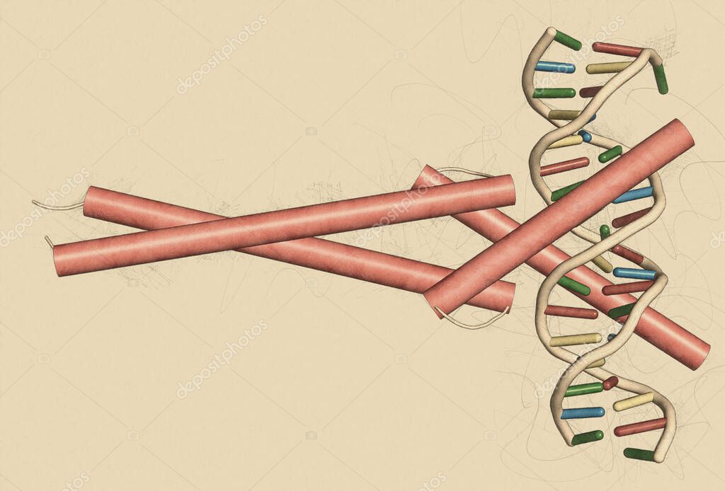 c-Myc y Max factores de transcripción unidos al ADN. Ilustración 3D. Representación de dibujos ...