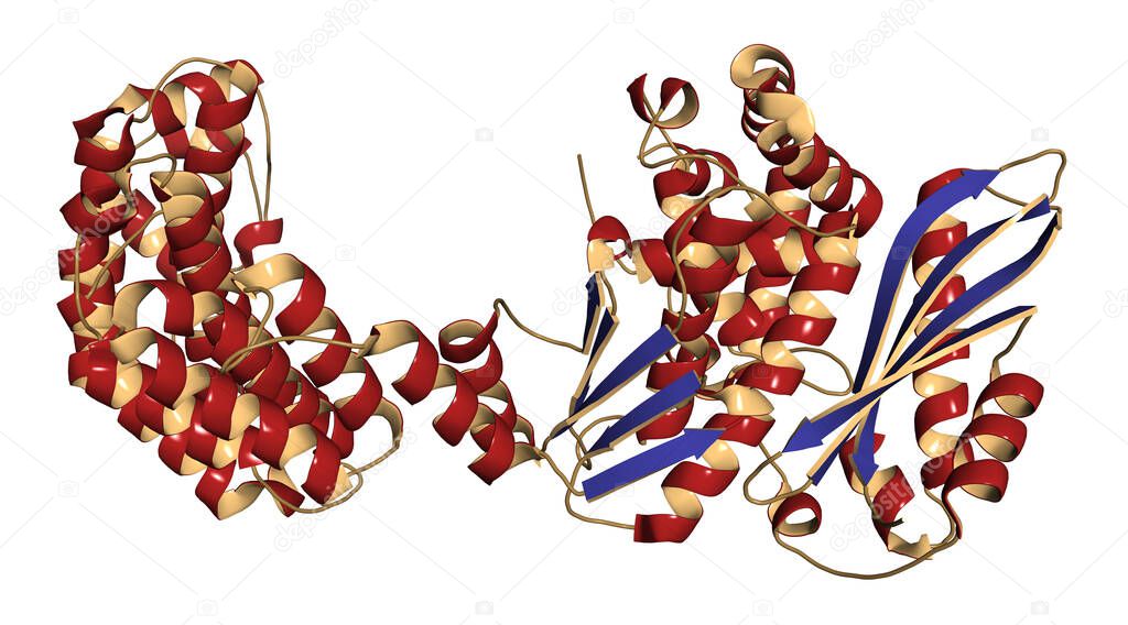 Proteína colagenasa clostridium histolyticum. Enzima bacteriana que ...