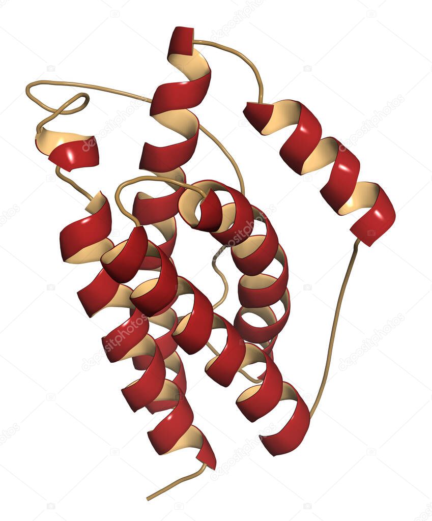 Interleucina 6 (IL-6) citocina y proteína miocina. Los anticuerpos anti-IL-6 se utilizan en el ...