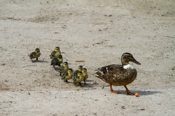 Curiosos patitos Stock Photos, Royalty Free Curiosos patitos Images | Depositphotos