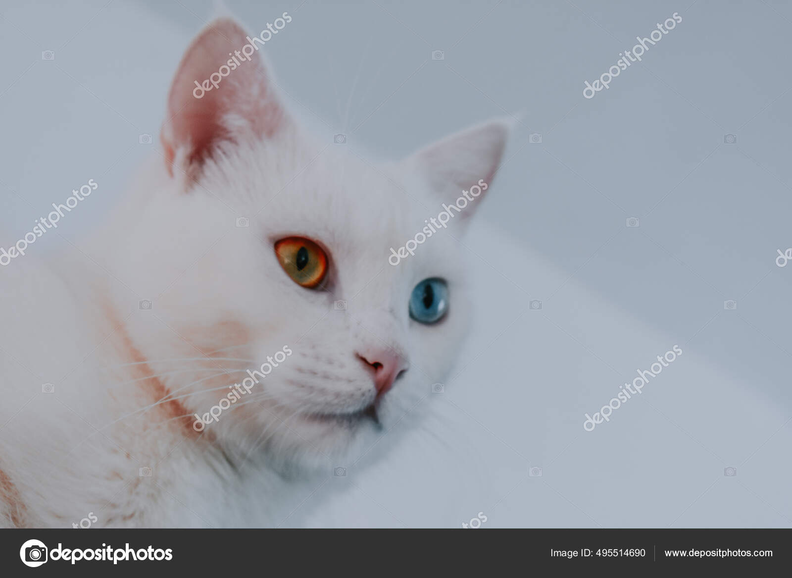 Closeup Shot White Cat Heterochromia — Stock Photo © Wirestock #495514690