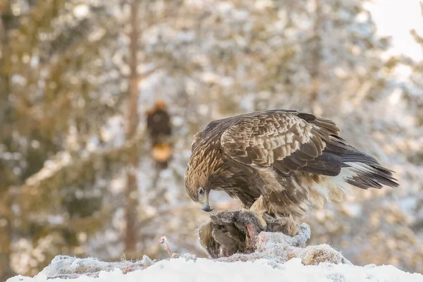 Eagle rip Stock Photos, Royalty Free Eagle rip Images | Depositphotos