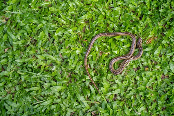 Meadow snake Stock Photos, Royalty Free Meadow snake Images | Depositphotos