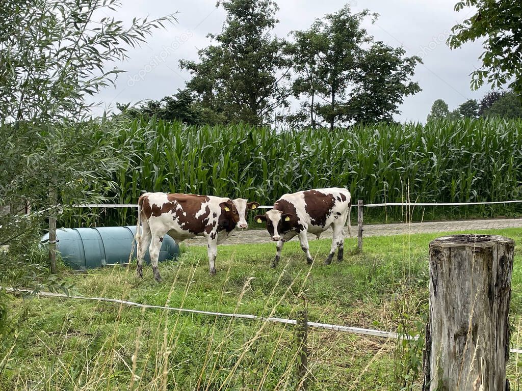 Una vista natural de dos animales pastando en pastos en un rancho 2022