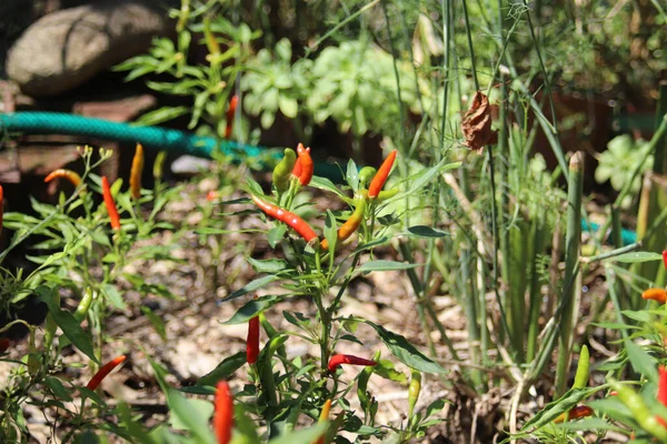 Plante feu mexicaine Stock Photos, Royalty Free Plante feu mexicaine ...