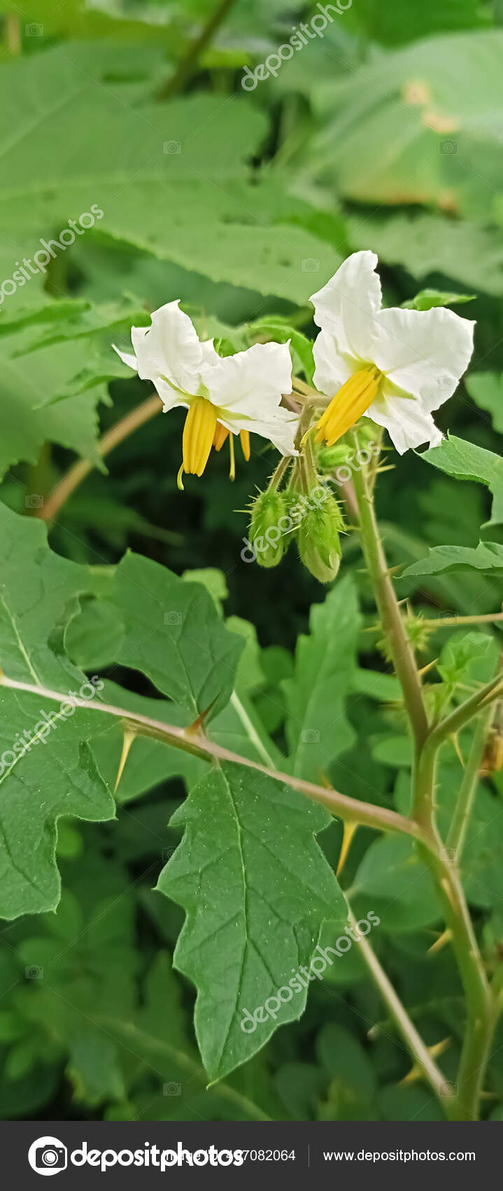 Nightshade White Flower