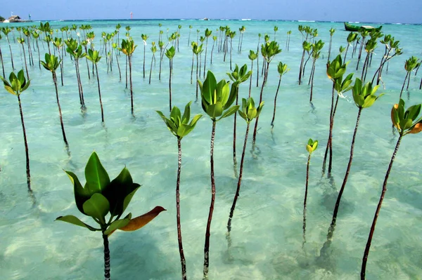 Mangrove trees at sea Stock Photos, Royalty Free Mangrove trees at sea ...