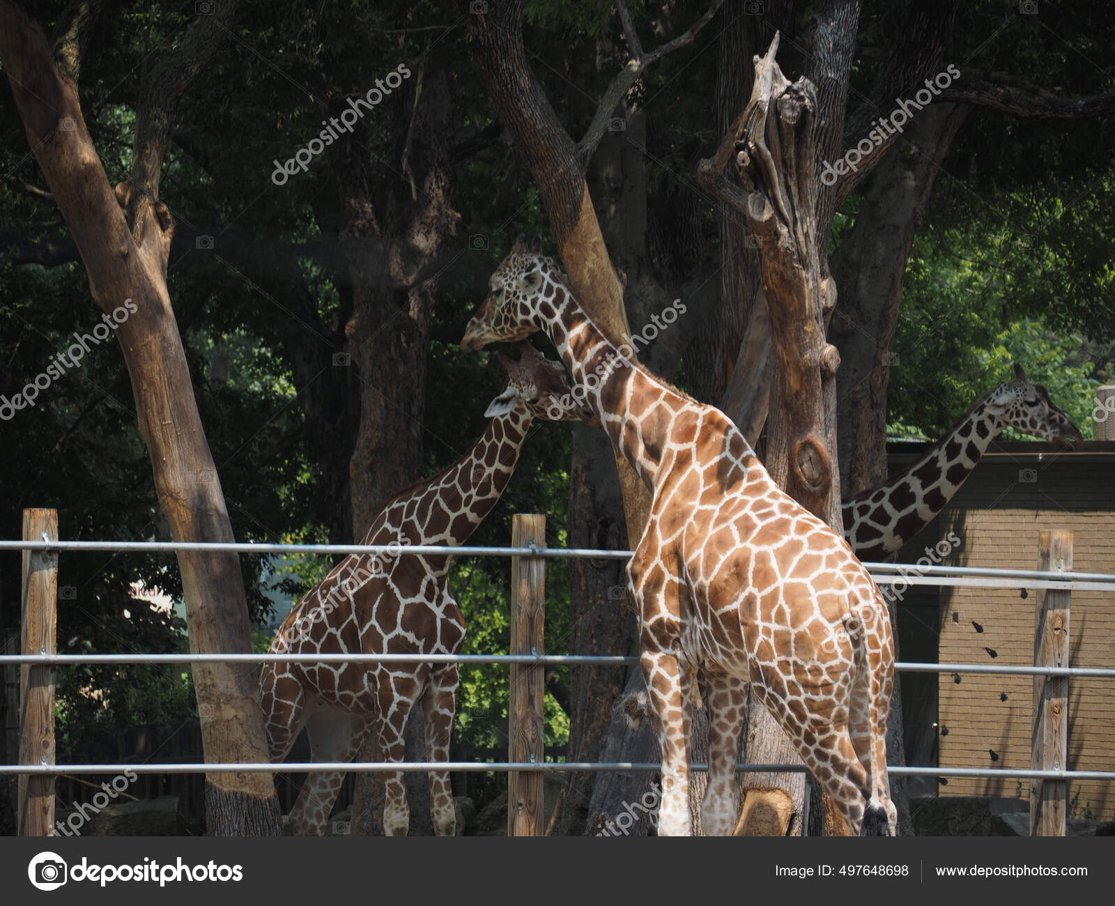 Grupo Jirafas Una Jaula Topeka Zoo Kansas Estados Unidos — Foto de ...