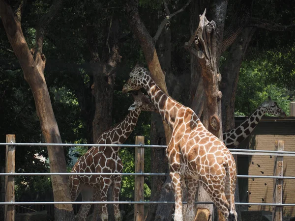 Tiger and giraffe Stock Photos, Royalty Free Tiger and giraffe Images ...