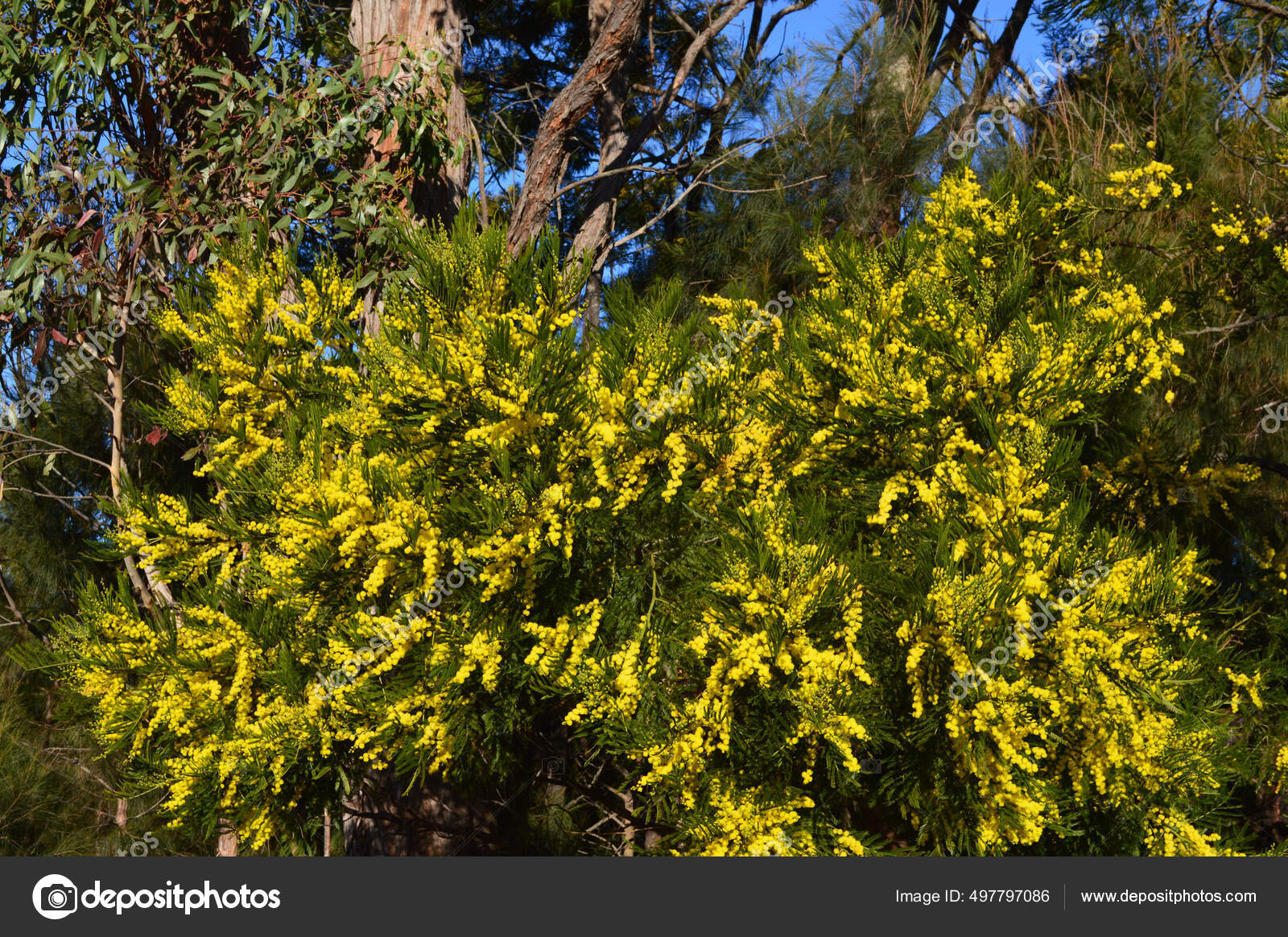 Wattle Bush Blooming Blue Mountains Australia Stock Photo by ©Wirestock ...
