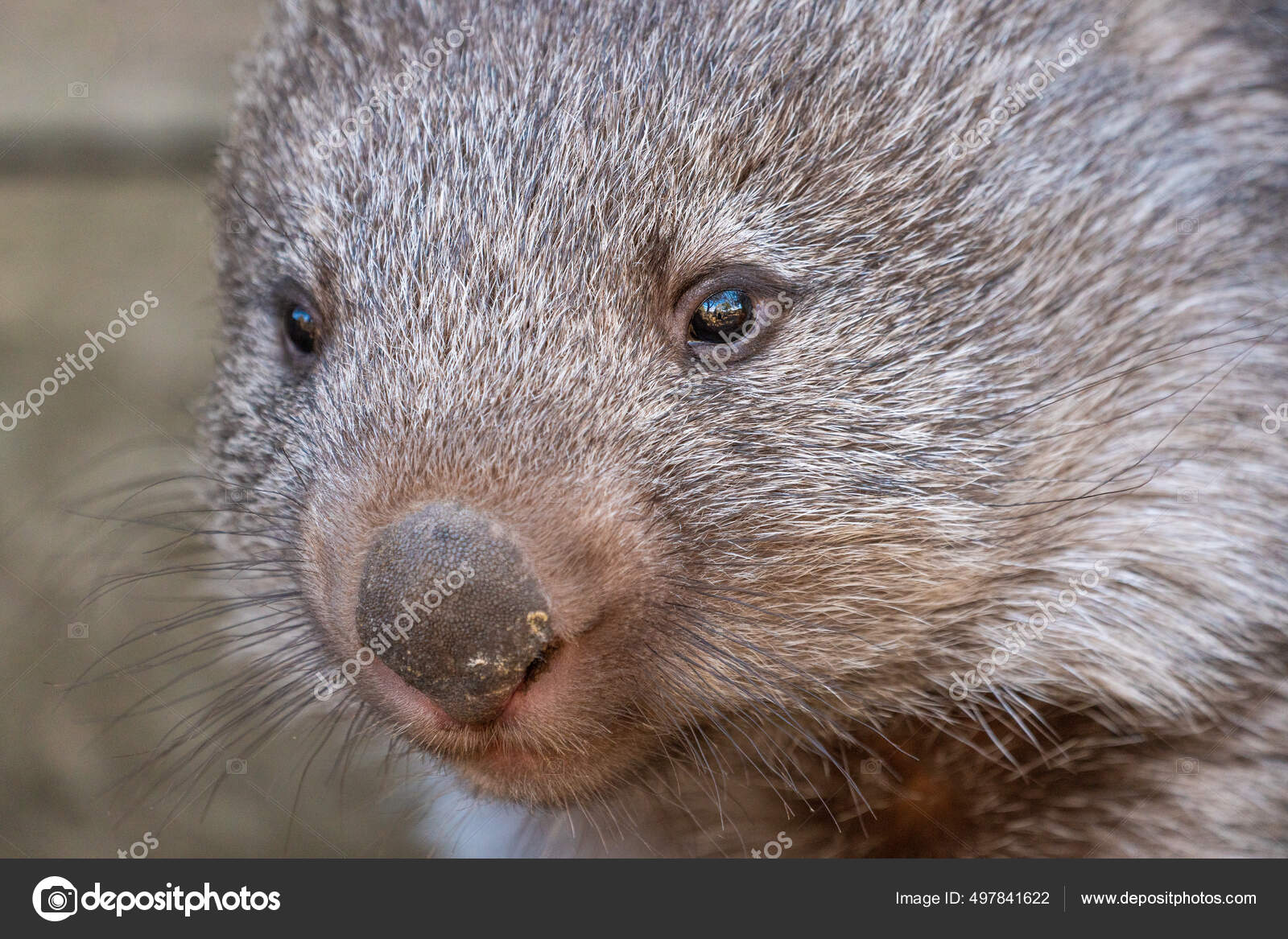 Cute Wombat